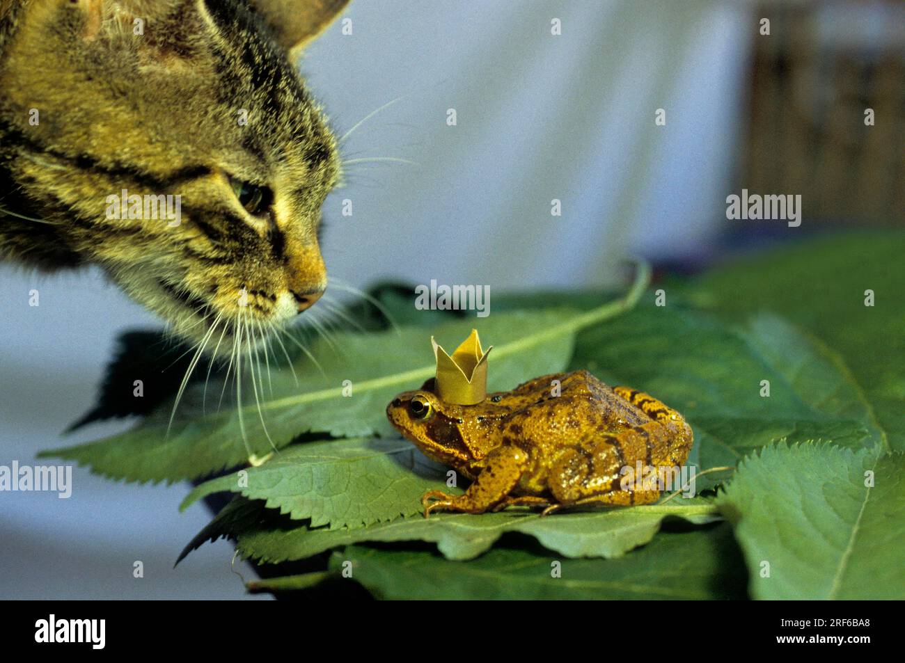 Animal Friendship, Cat and Frog Prince Stock Photo - Alamy