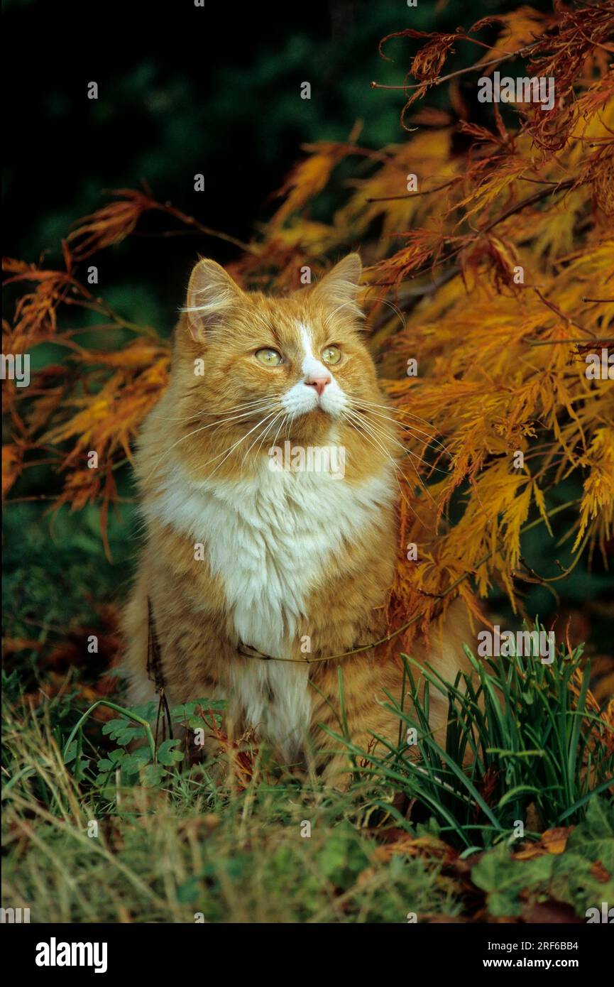 Cute cream tabby cat hi-res stock photography and images - Alamy
