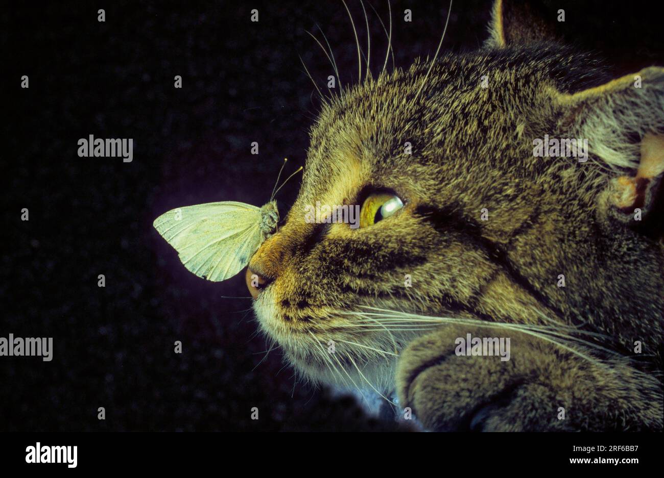 Animal friendship, felidae (Felis catus) with butterfly, small white ...