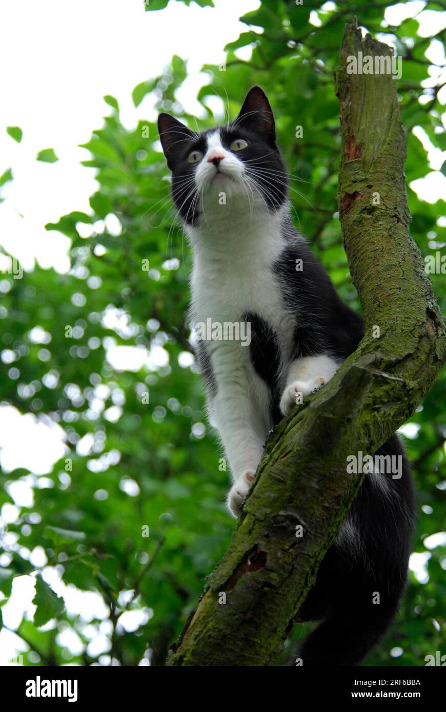 Domestic cat climbing in a tree, cat is climbing in a wildcat (Felis ...