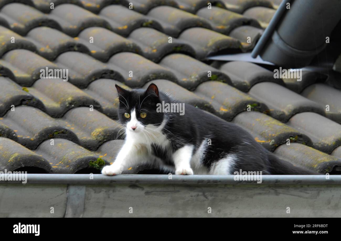 Domestic cat standing in the gutter, cat is standing in the gutter on a ...