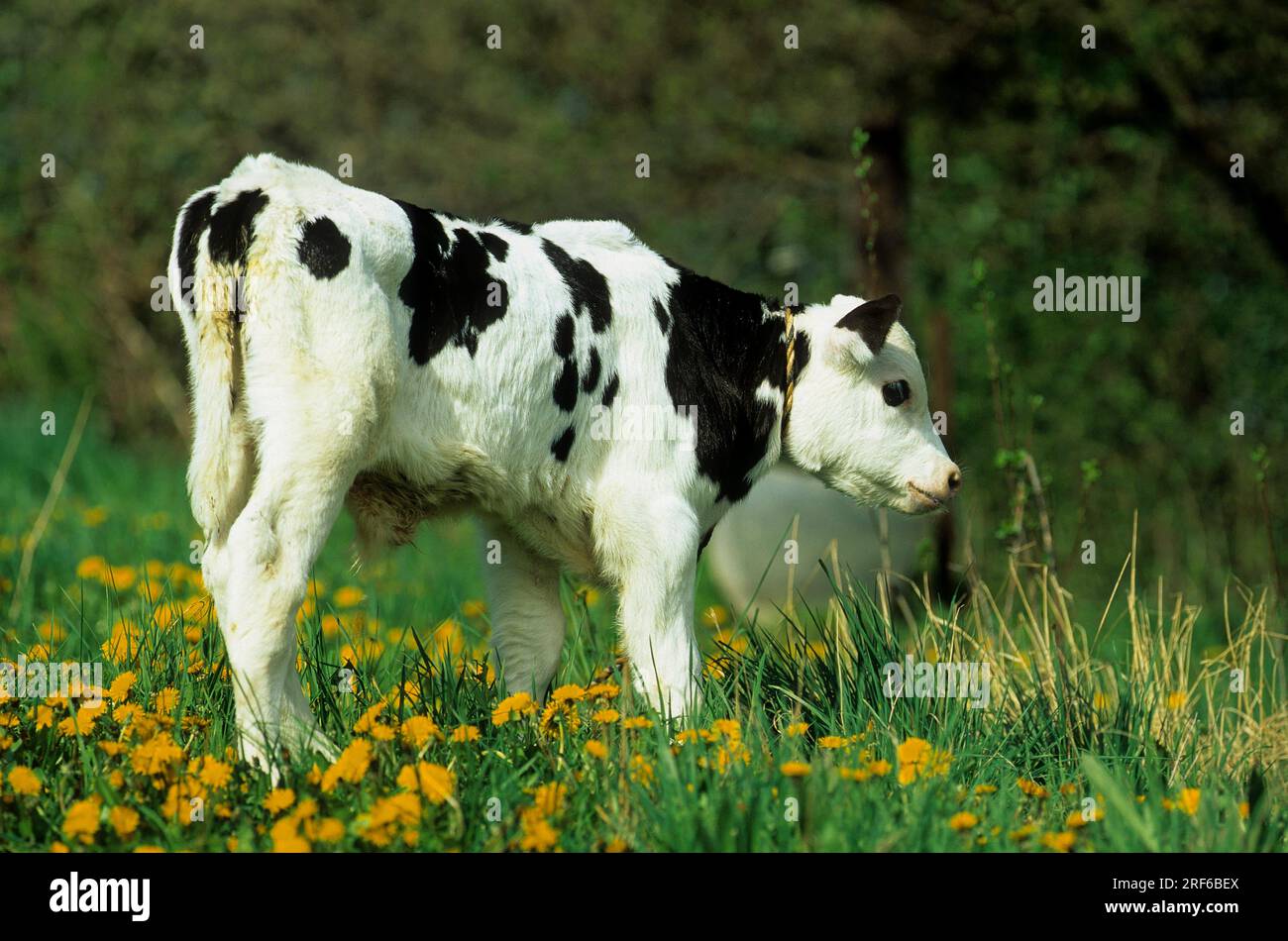 Black cattle, bull calf Stock Photo - Alamy