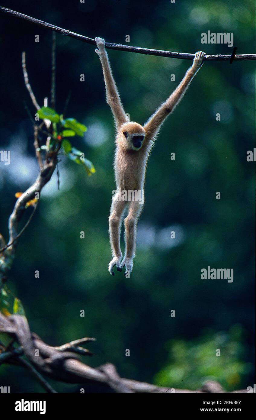 Baby Gibbon Monkey Motorcycle
