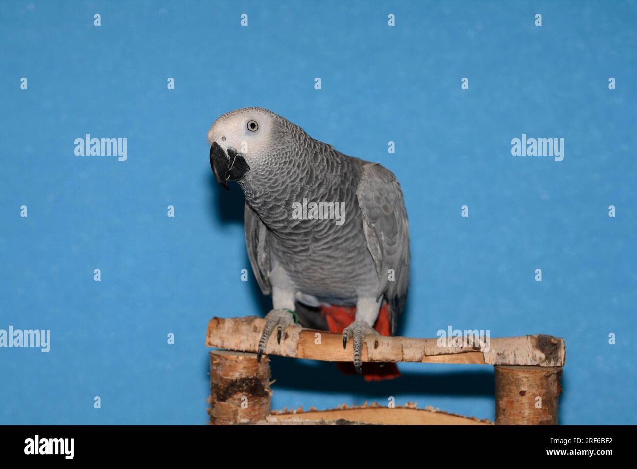 Congo african gray parrot (Psittacus erithacus erithacus) sitting on ...