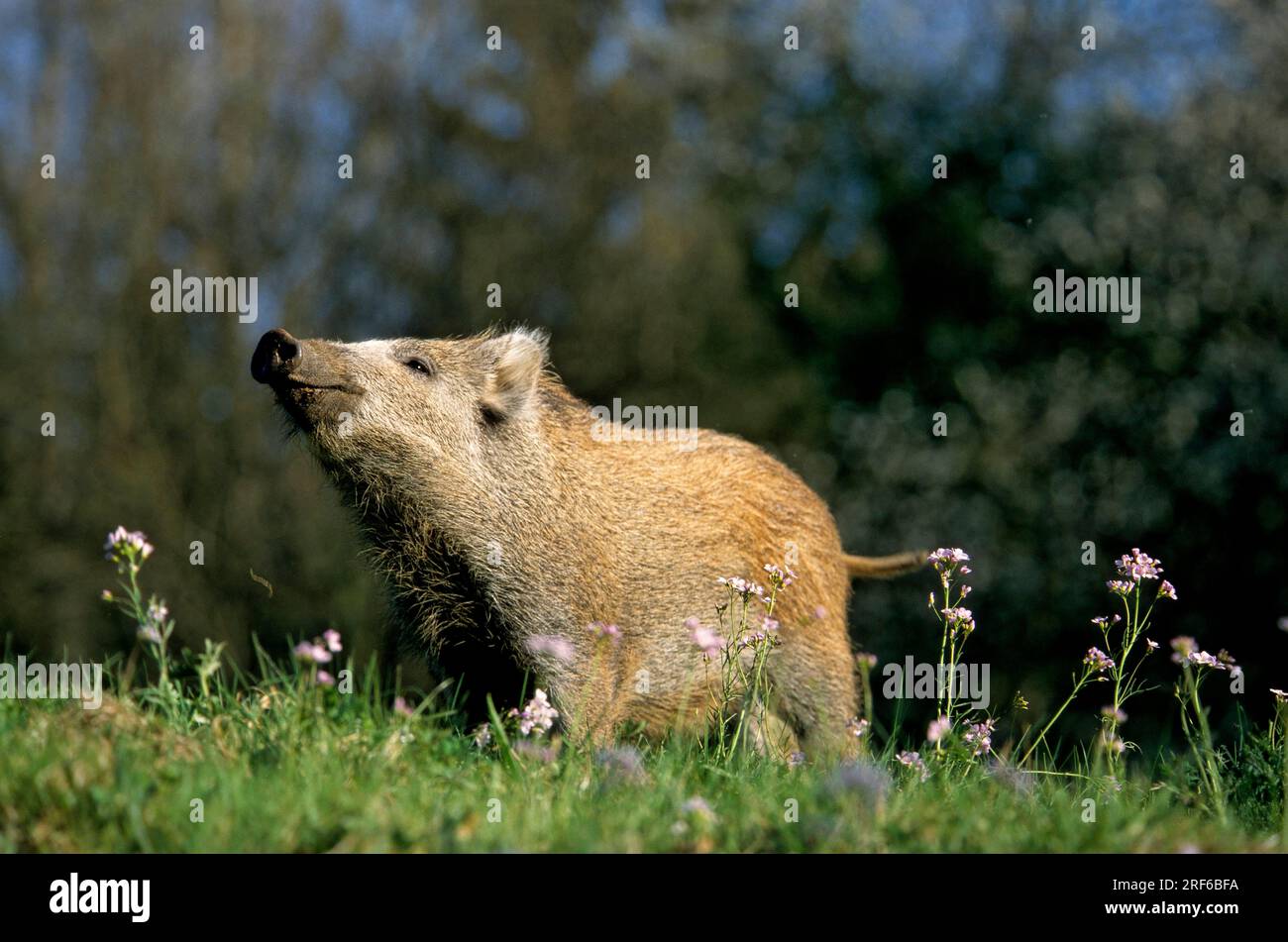 Pig 3 animal hi-res stock photography and images - Alamy
