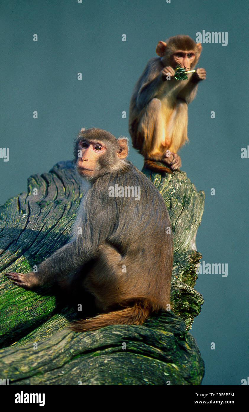 Rhesus macaques (Macaca mulatta), pair Stock Photo - Alamy