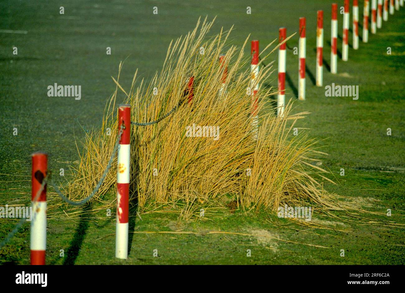 Grain grows through barrier posts Stock Photo - Alamy