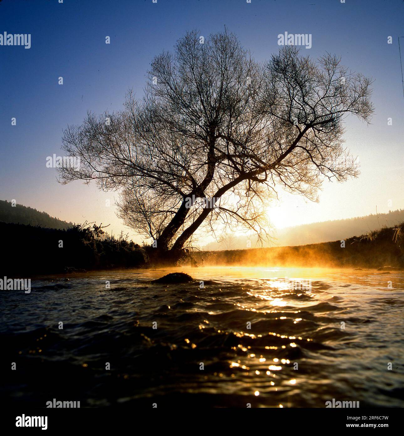 Willow tree by the stream Stock Photo - Alamy