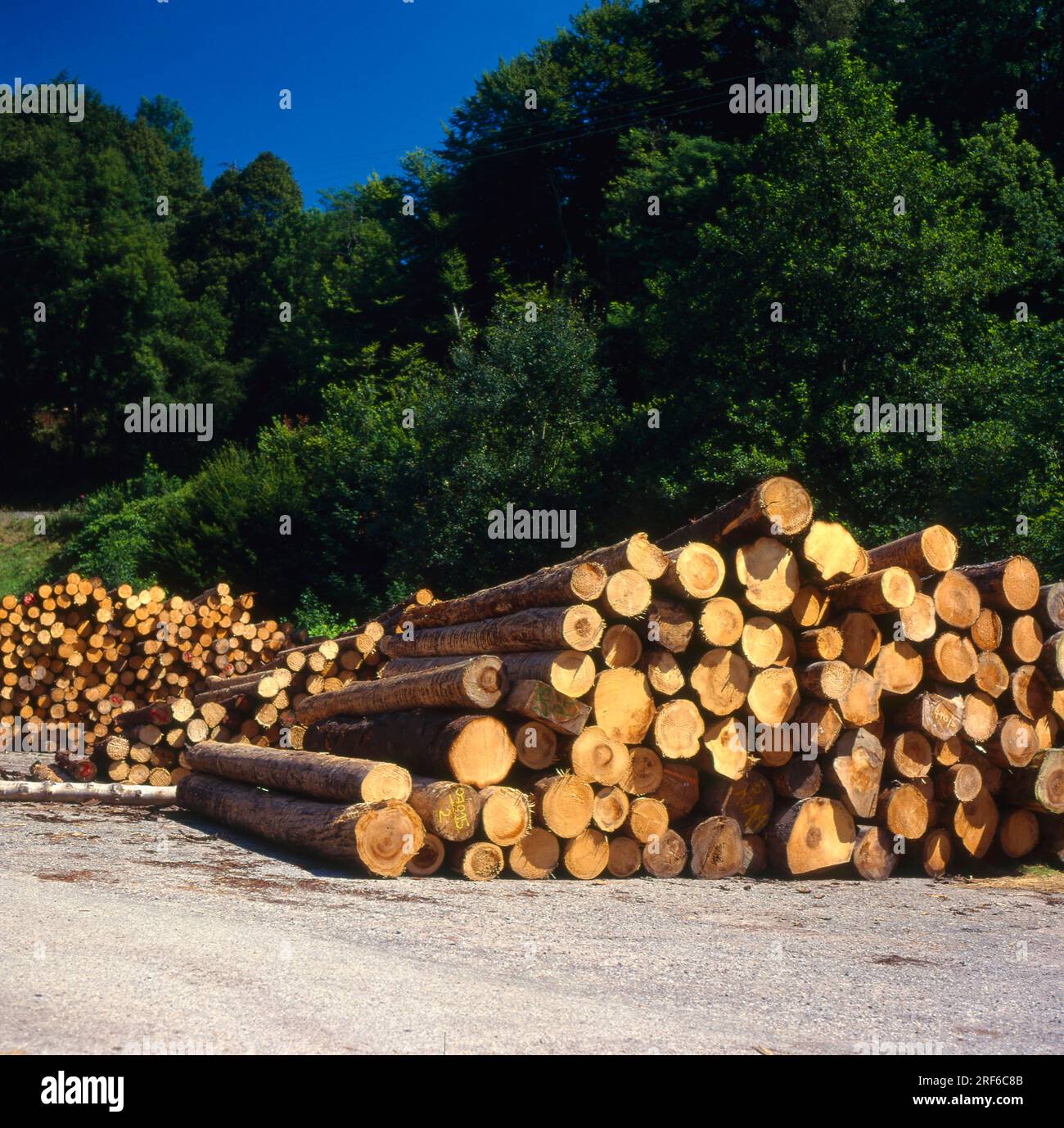 Timber interim storage, sorting plant, Black Forest, Baden-Wuerttemberg ...