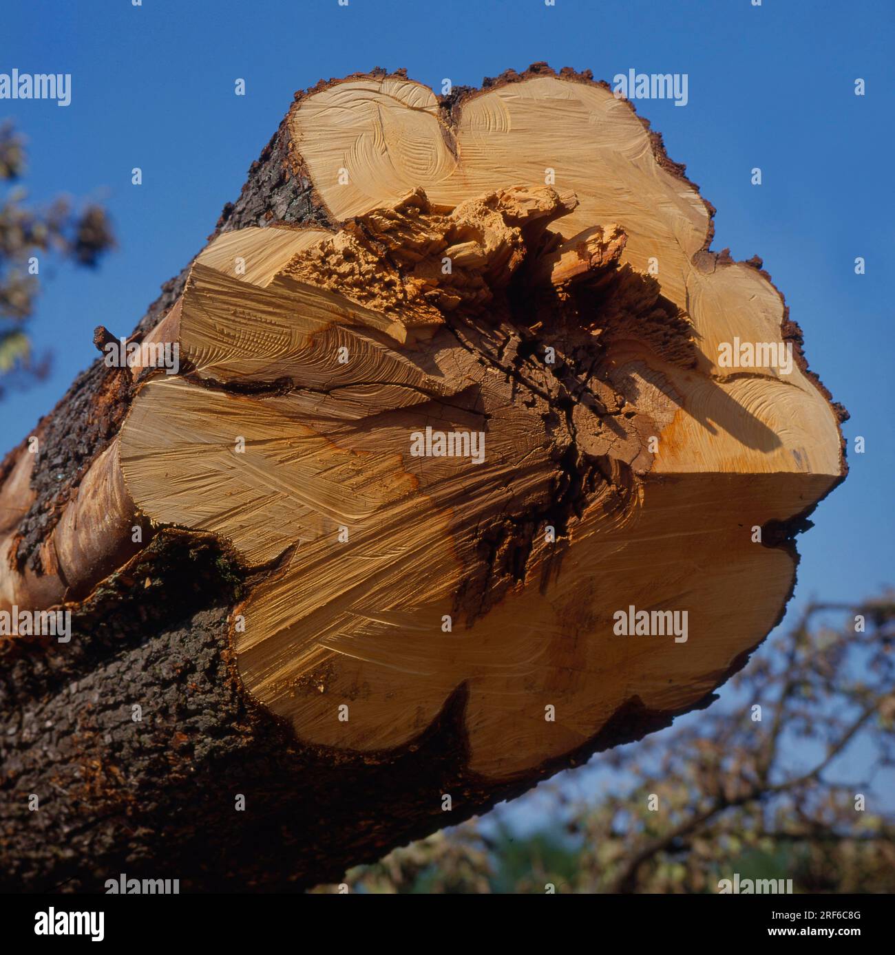 Fallen pear tree, cross section Stock Photo - Alamy