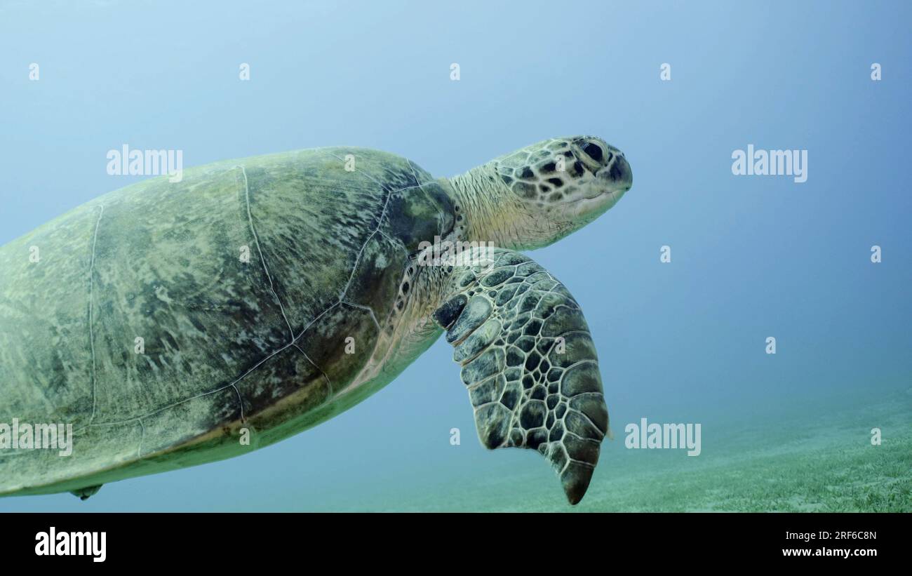 Red Sea, Egypt. 17th June, 2023. Sea Turtle with bite marks on fins ...