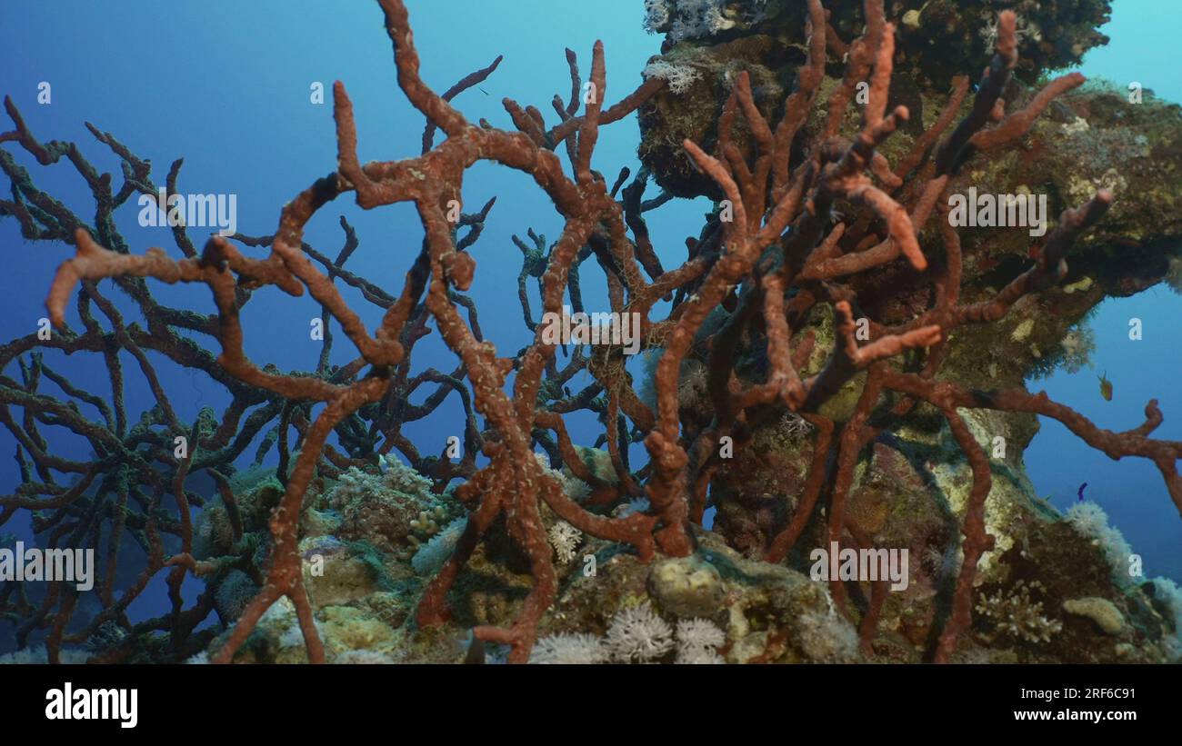 Commercial marine sponge underwater hi-res stock photography and images ...