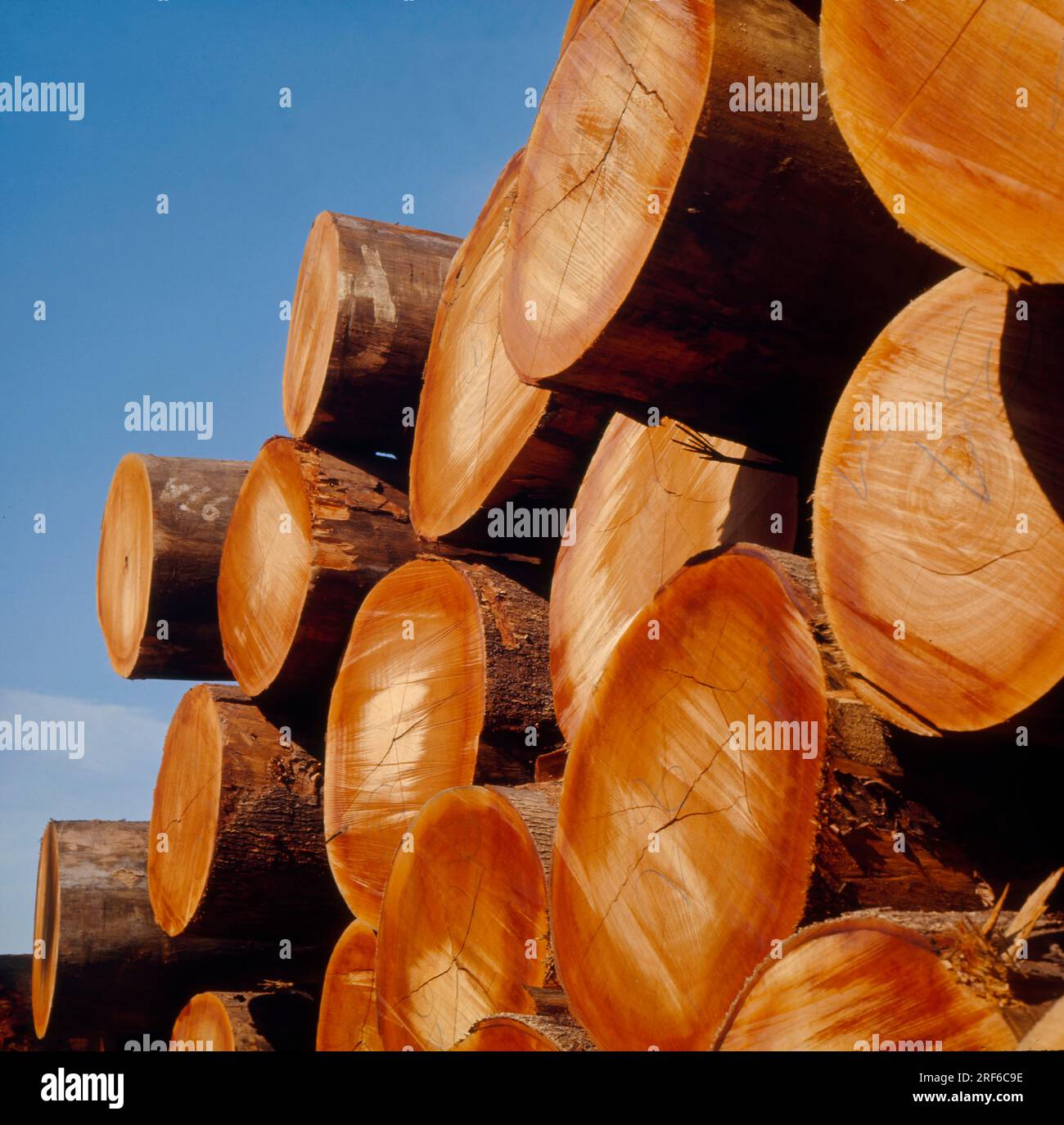 Funier wood logs Stock Photo - Alamy