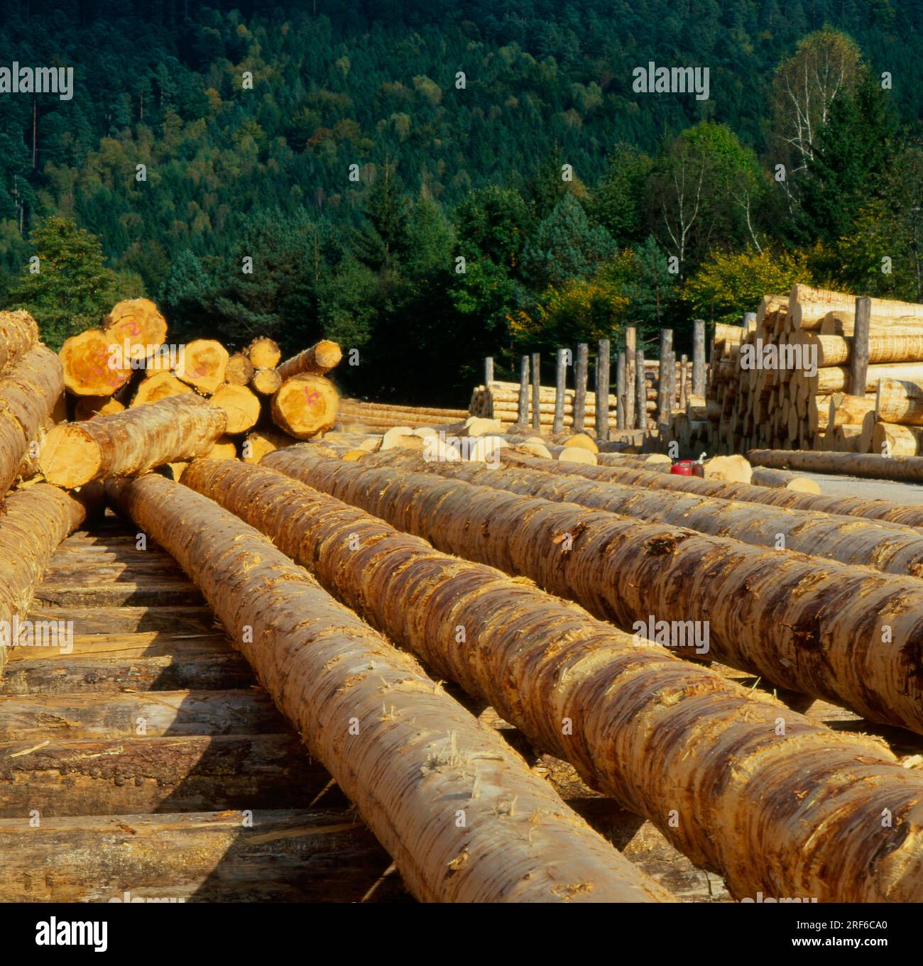 Timber interim storage, sorting plant, Black Forest, Baden-Wuerttemberg ...