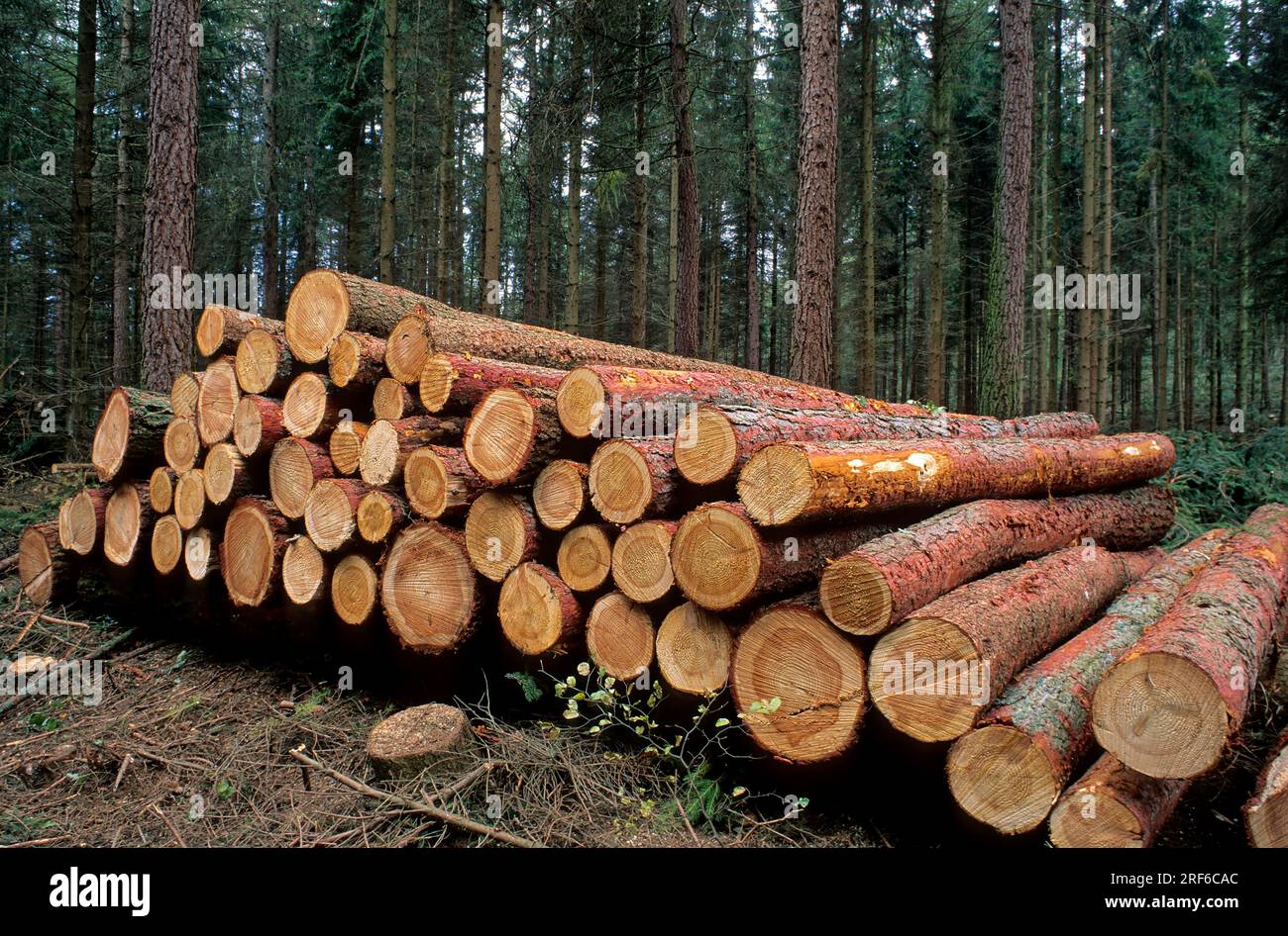 Logs by the wayside, forest path, sawn to size, pole wood Stock Photo ...