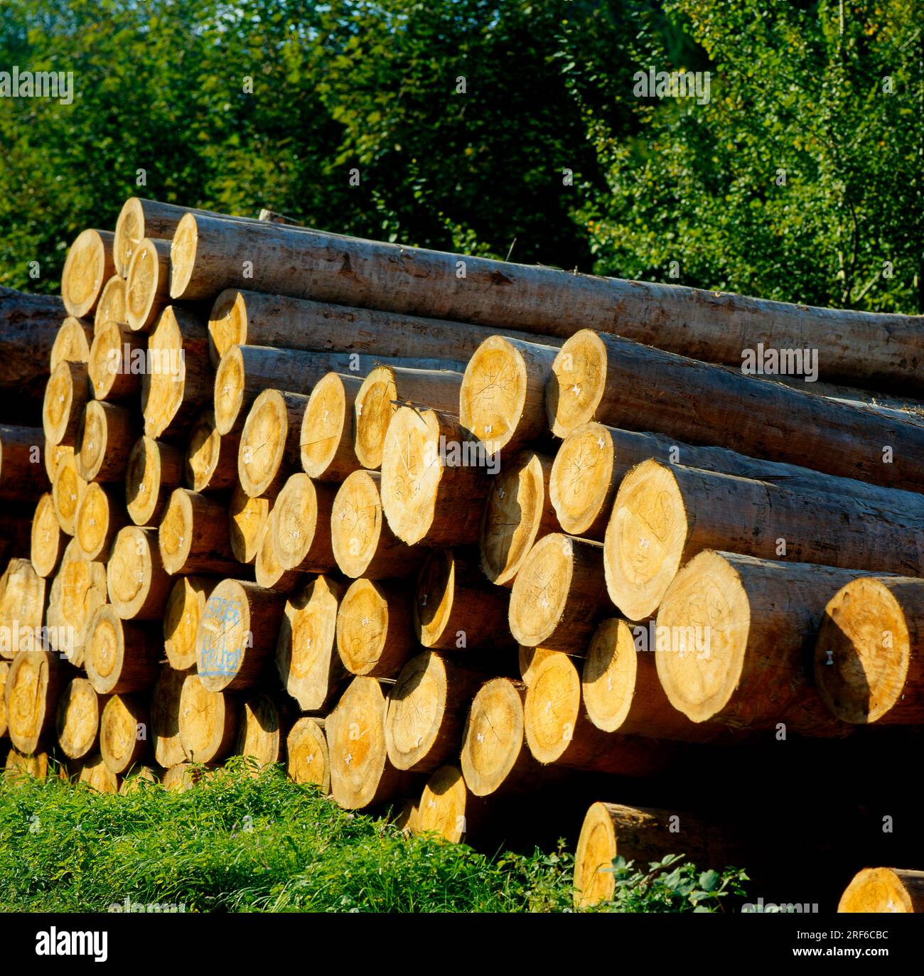 Woodcutting industry hi-res stock photography and images - Alamy
