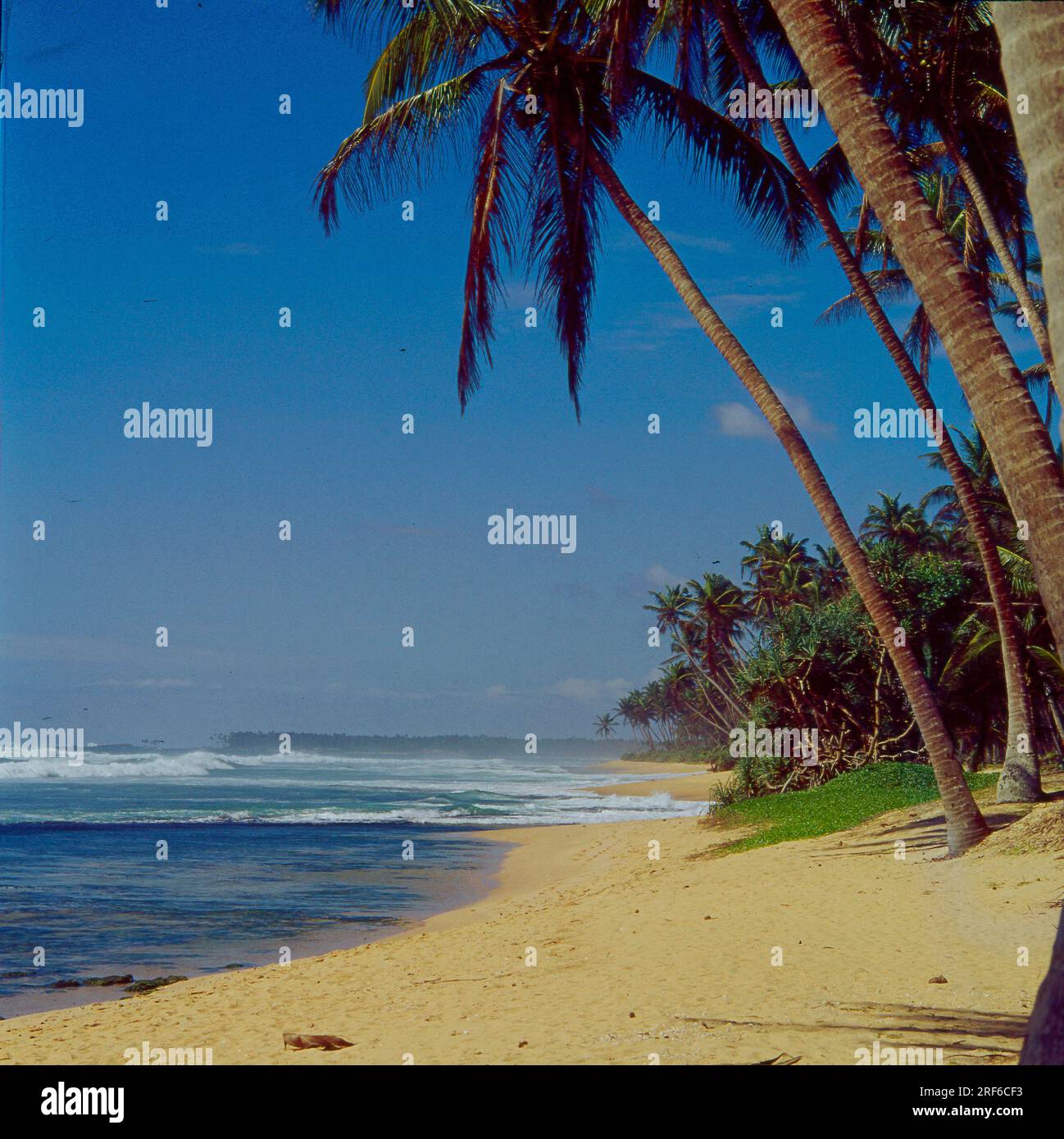 Sandy beach Beach with Palm Trees Hikkaduwa, South Coast, Southern ...