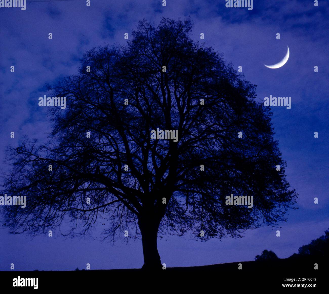 Tree and sickle moon hi-res stock photography and images - Alamy
