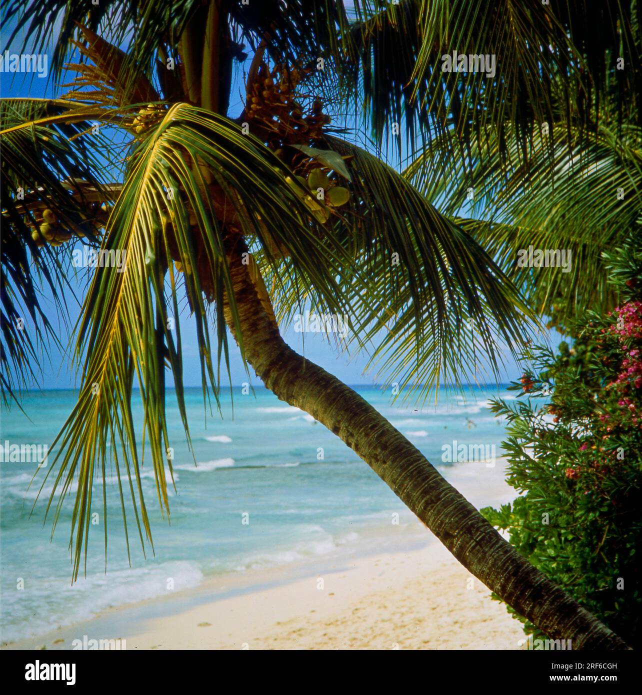 Sandy beach beach with palm trees Mombasa, Kenya Stock Photo - Alamy