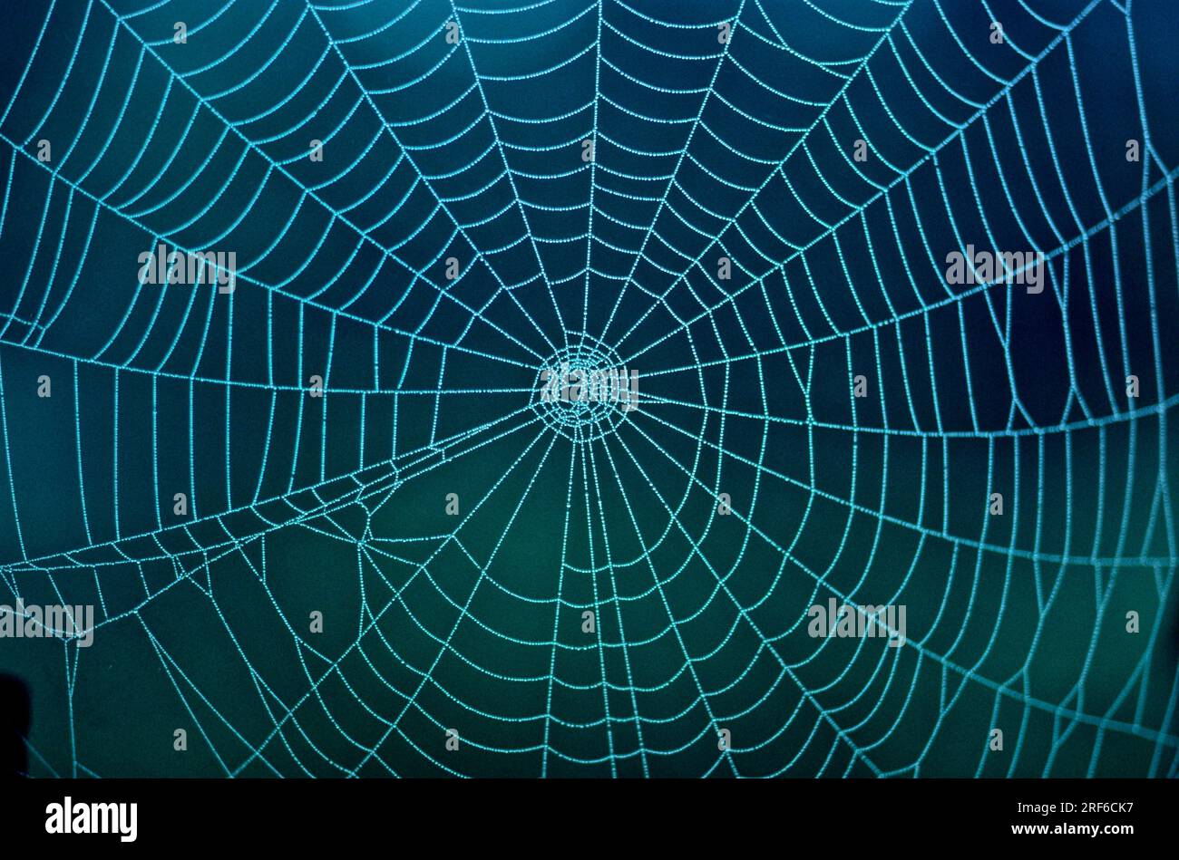 Wheel net spiders hi-res stock photography and images - Alamy