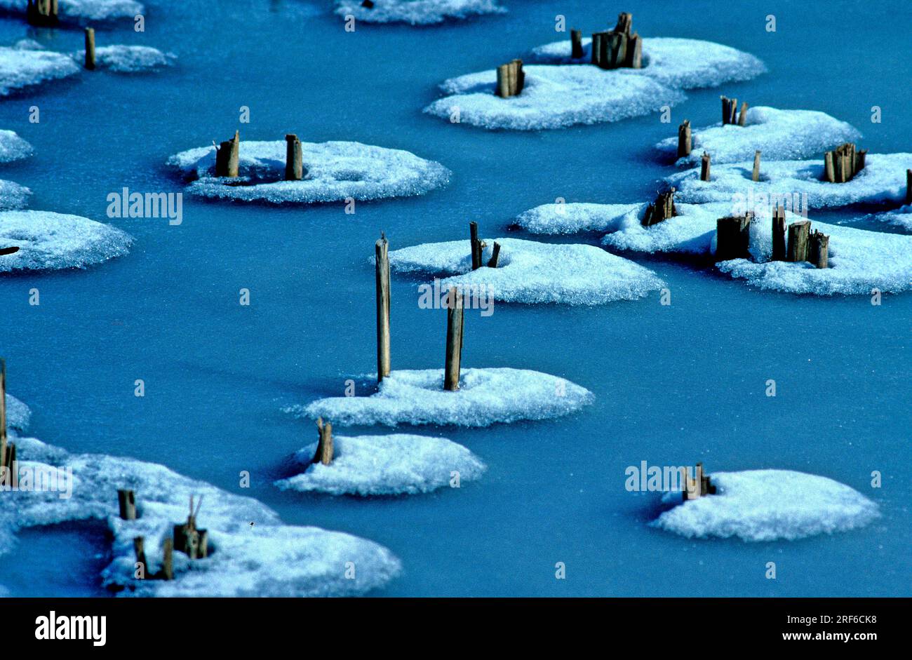 Frozen pond with snow frozen reeds Stock Photo - Alamy