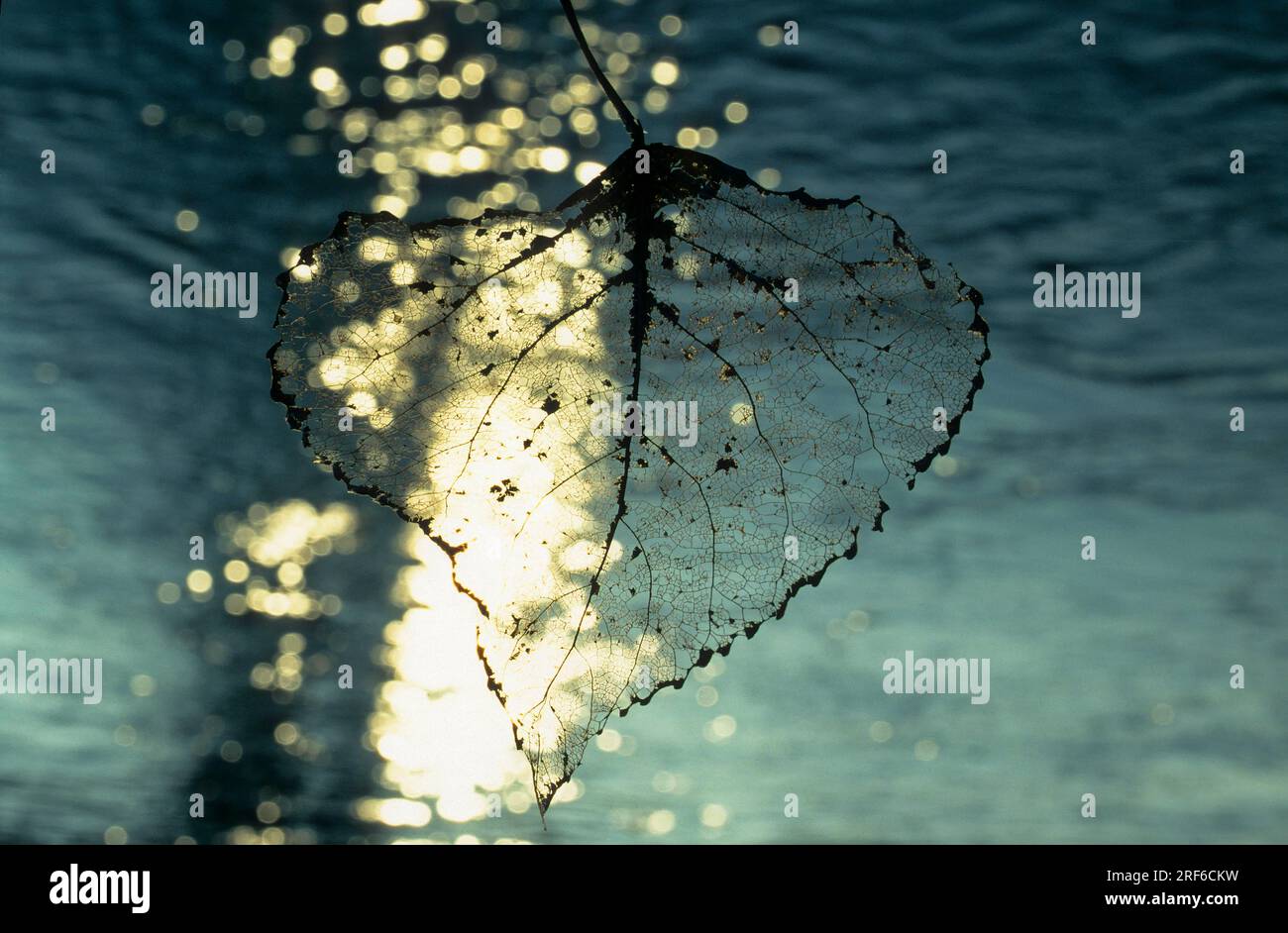 Leaf skeleton hi-res stock photography and images - Alamy