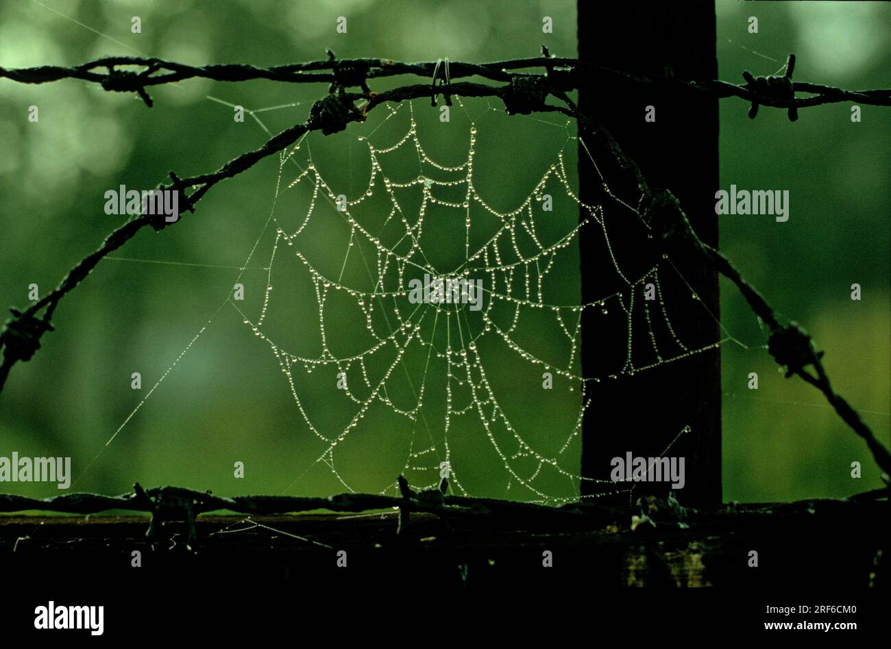 Spider web in the barbed wire fence Stock Photo - Alamy
