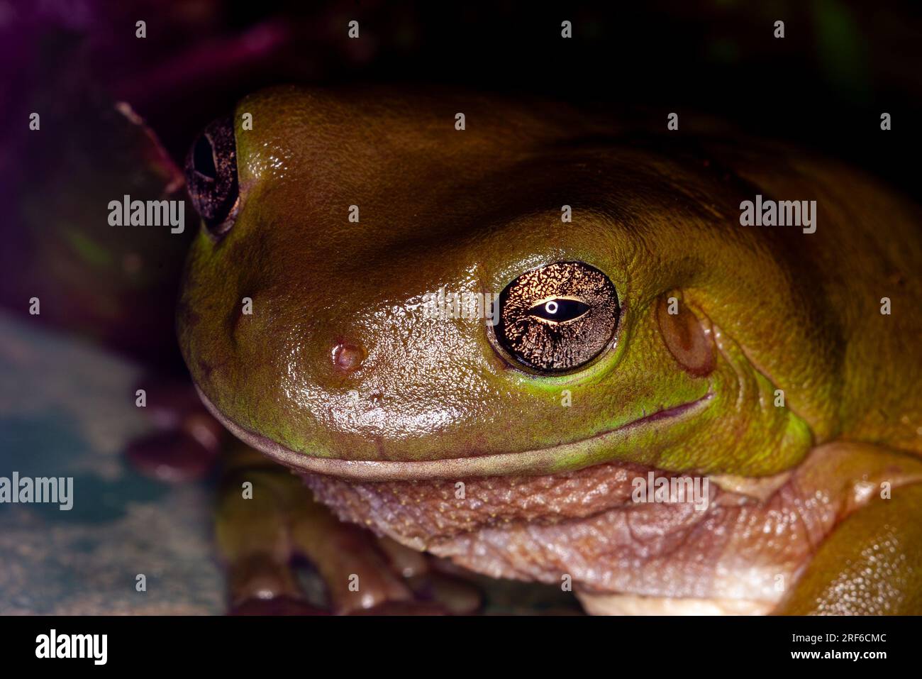 Australian green tree frog hi-res stock photography and images - Alamy