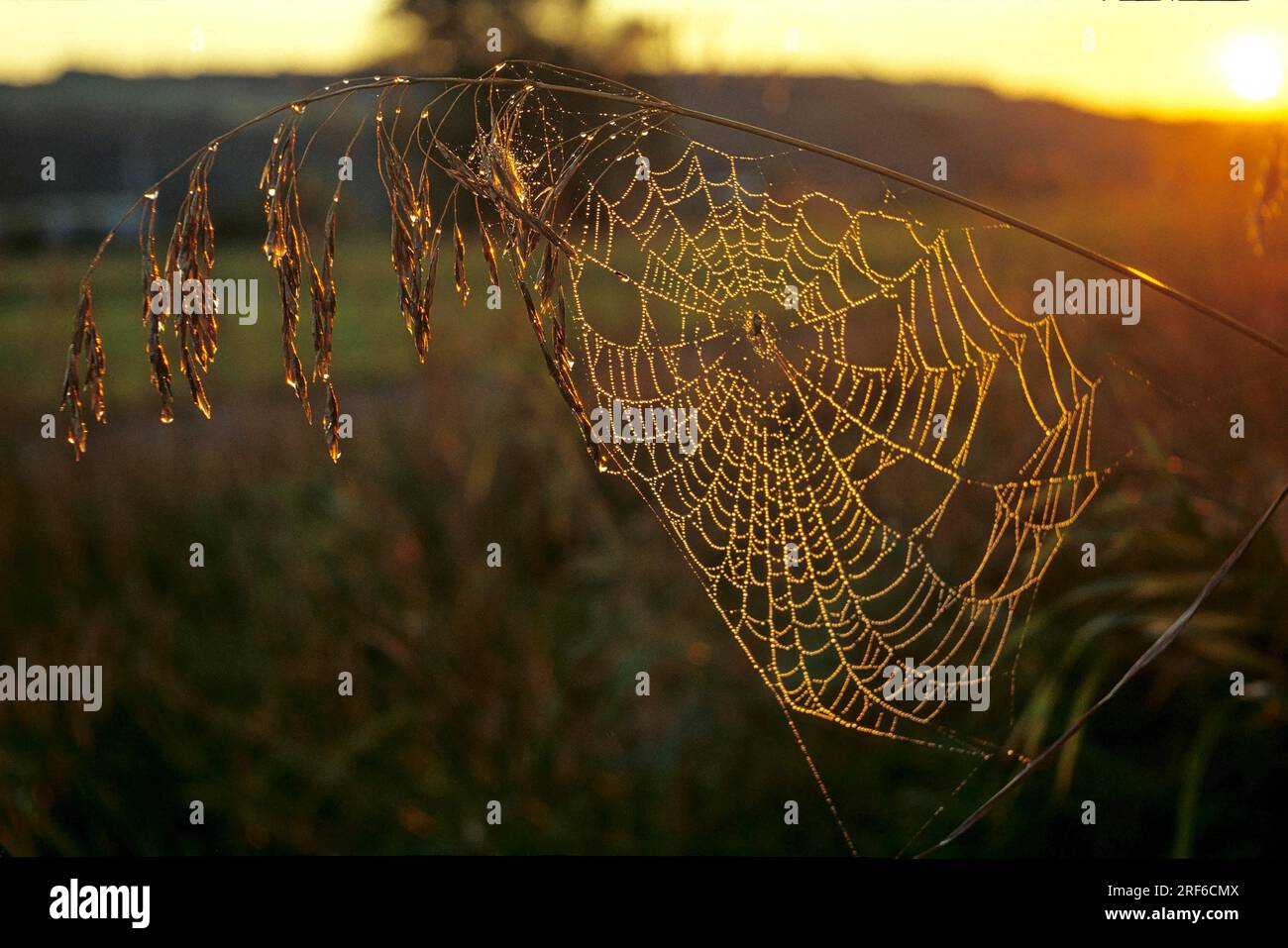 Spider's web in the sunrise, morning dew Stock Photo - Alamy