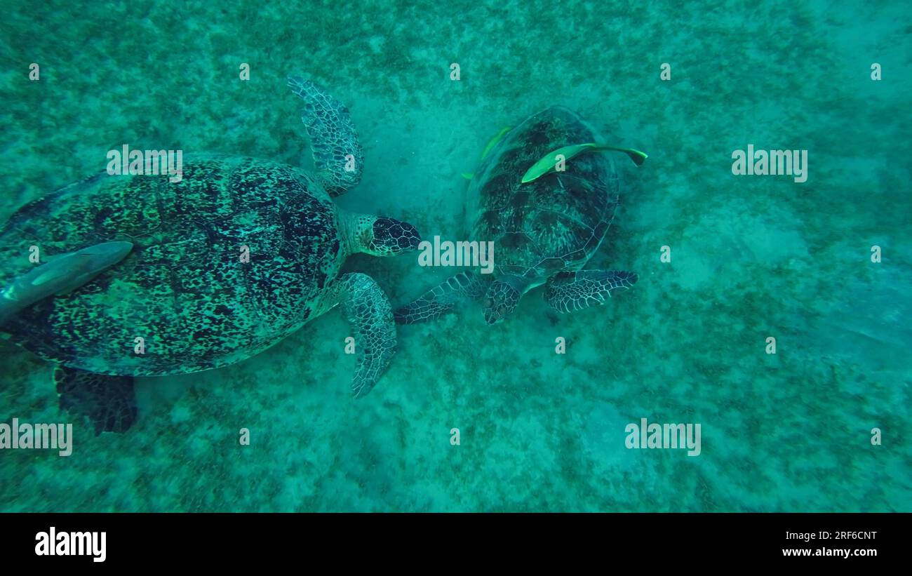 Cymodocea rotundata hi-res stock photography and images - Alamy