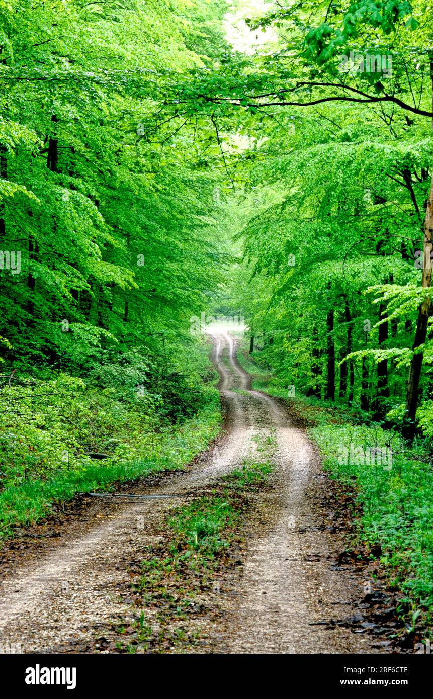 Forest path in spring Photo: BA-Geduldig, Juergen Vogt Stock Photo - Alamy