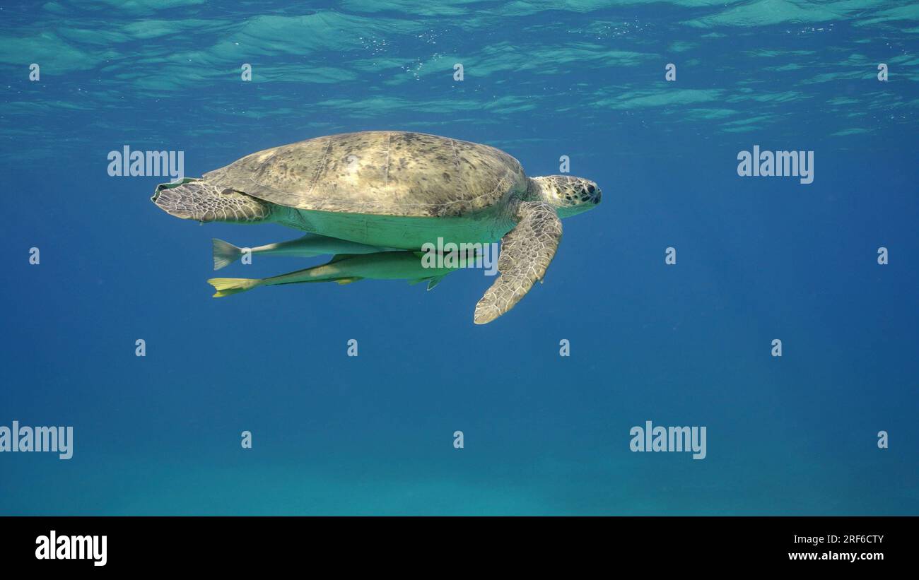 Red Sea, Egypt. 17th June, 2023. Great Green Sea Turtle (Chelonia mydas ...