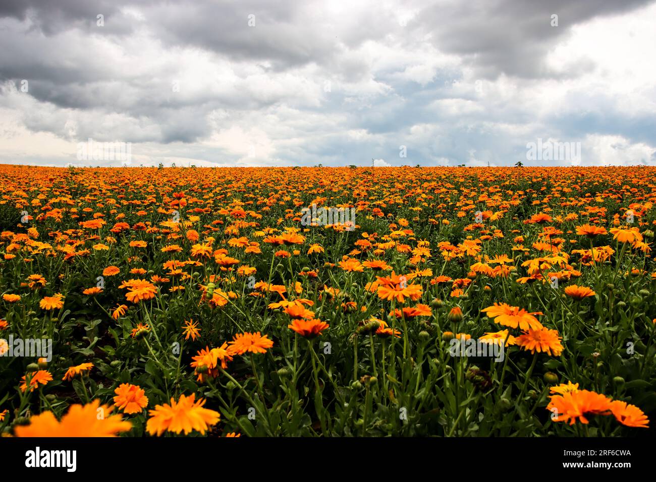 marigolds in a field Stock Photo - Alamy
