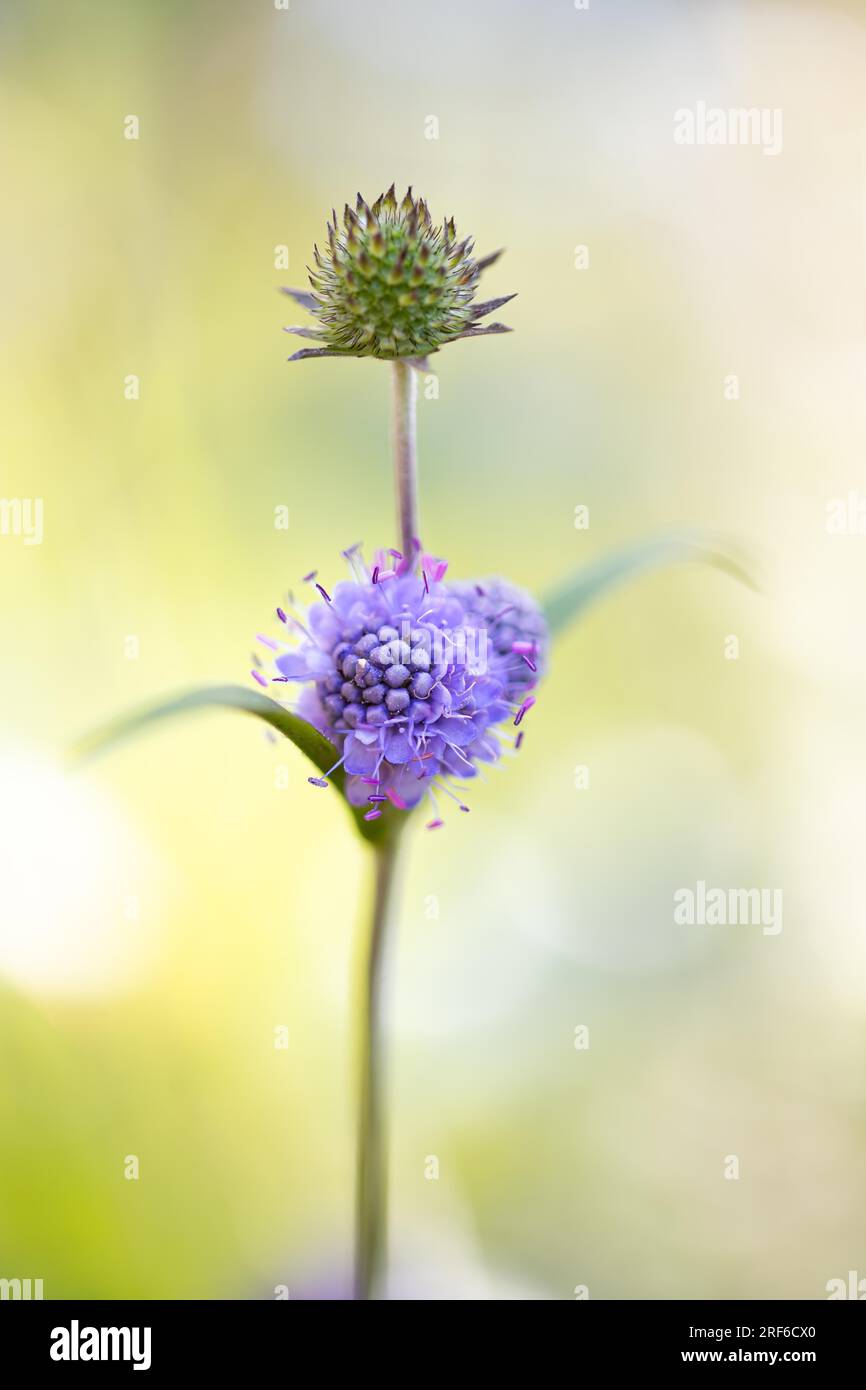 Devil's-bit scabious (Succisa pratensis), close-up of flower and bud ...