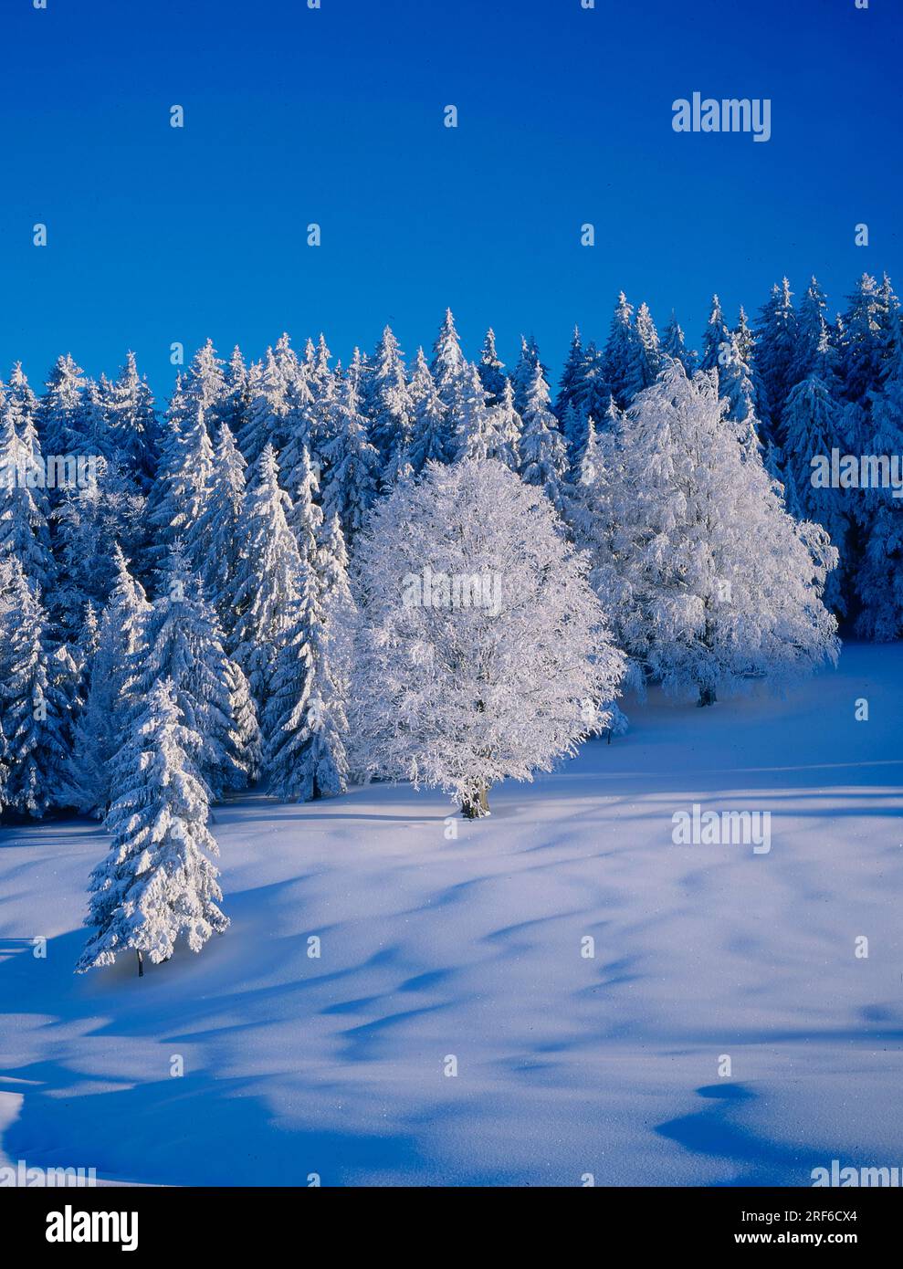 Winter Landscape at the Schauinsland, D, Southern Black Forest Baden ...