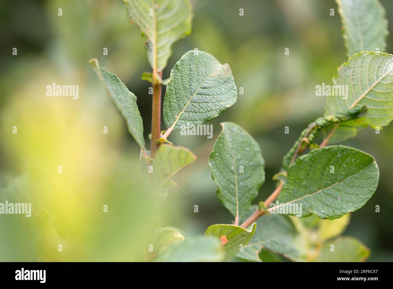 Eared willow (Salix aurita), close-up of leaves, High Fens, Belgium ...