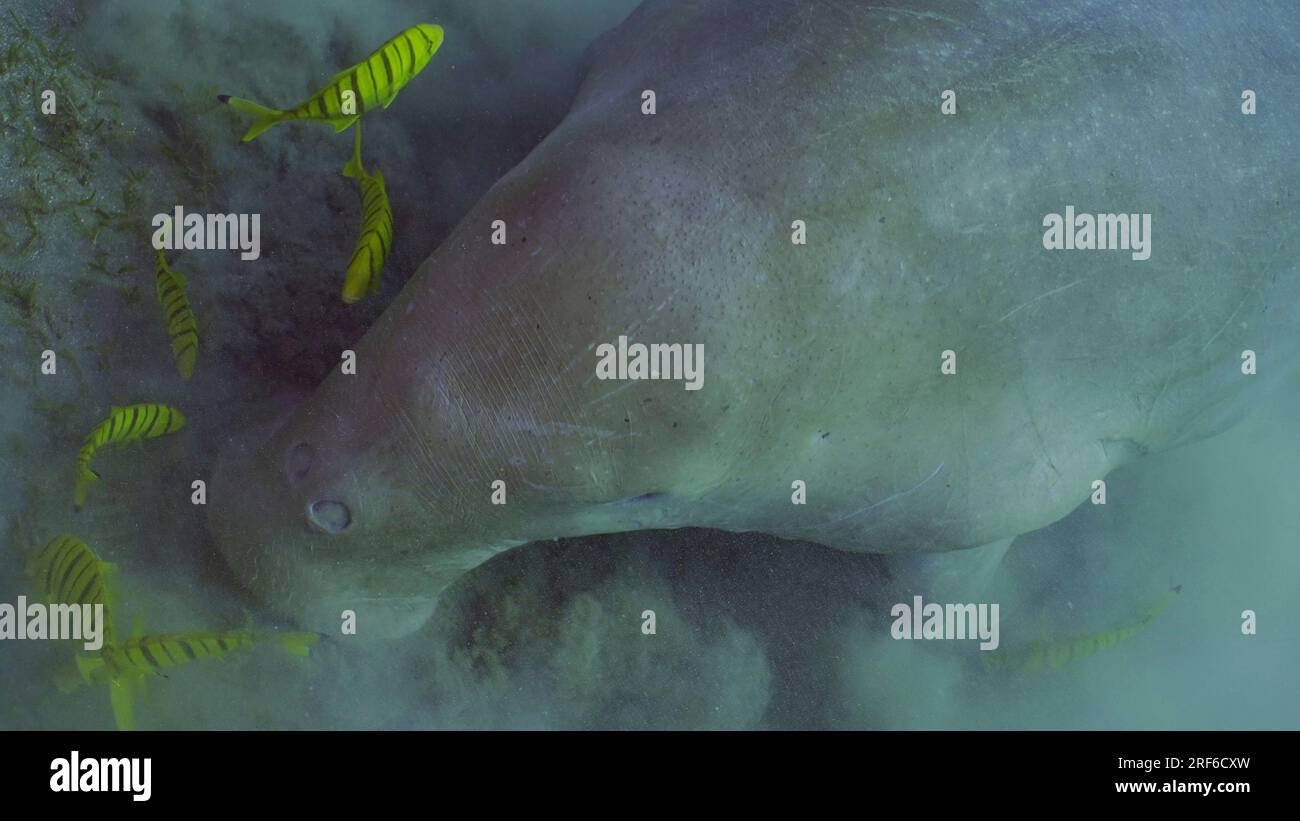 Red Sea, Egypt. 17th June, 2023. Top view of Dugong or Sea Cow (Dugong ...
