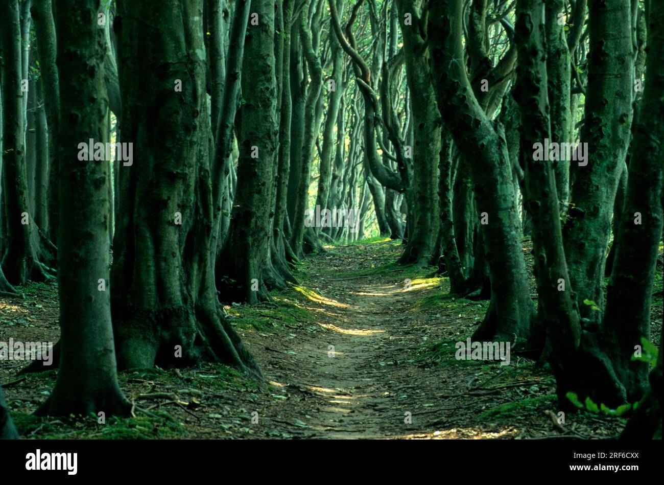 Dark forest path Stock Photo - Alamy