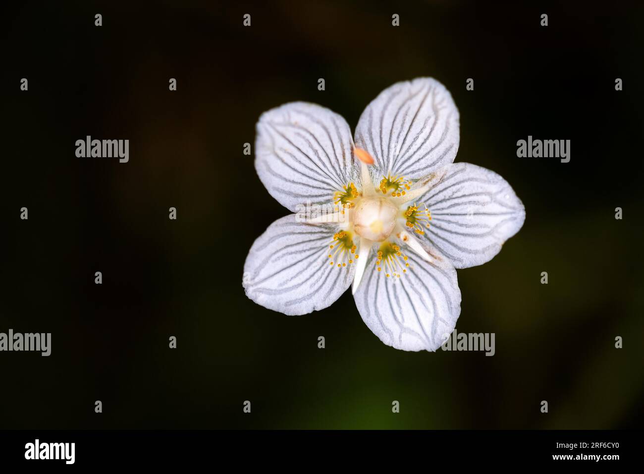 Marsh grass-of-parnassus (Parnassia palustris), flower from above in ...