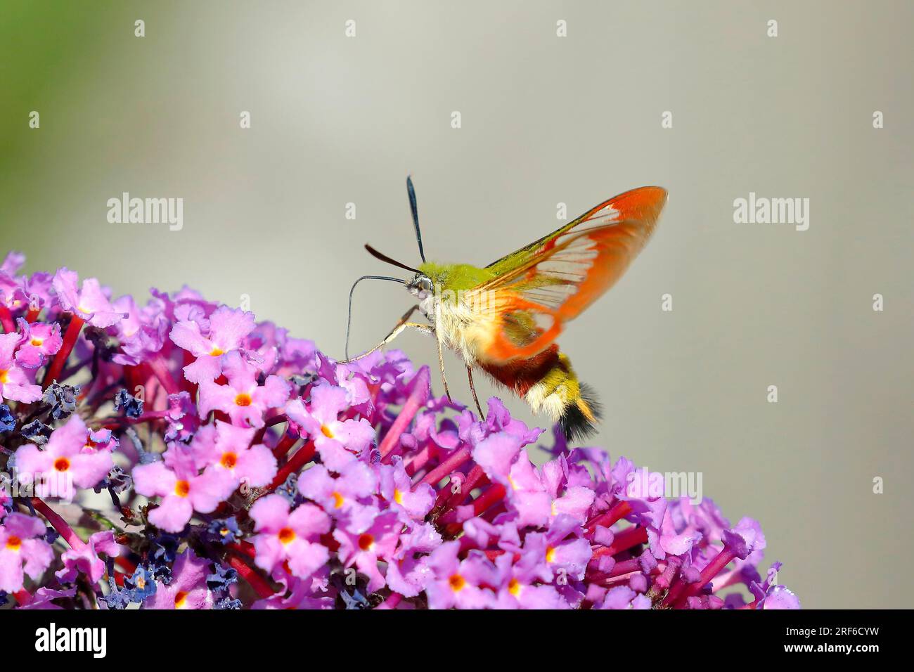 Bumblebee hawk moth (Hemaris fuciformes), in flight the bumblebee hawk ...