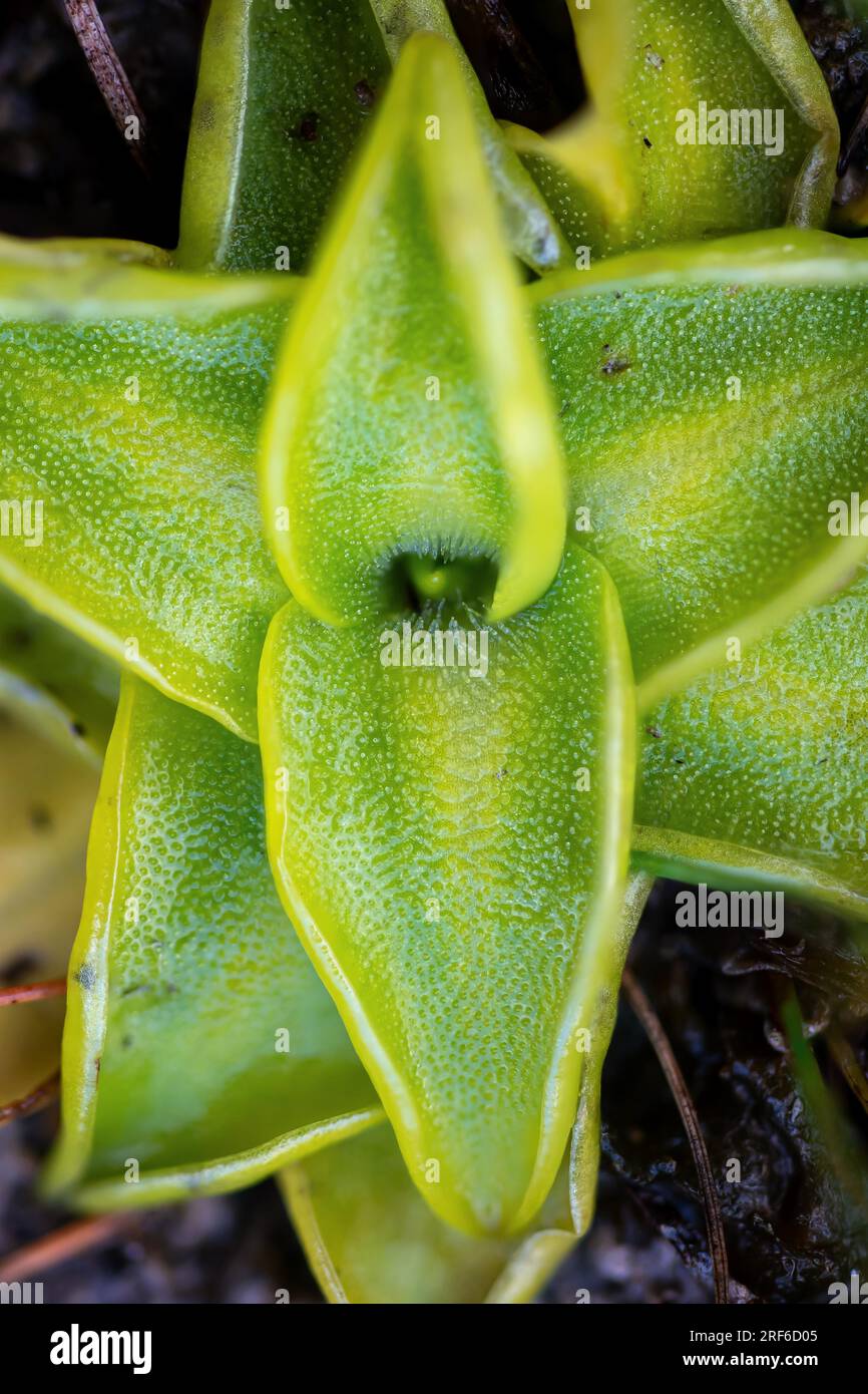 Common butterwort (Pinguicula vulgaris), close-up of leaf rosette ...
