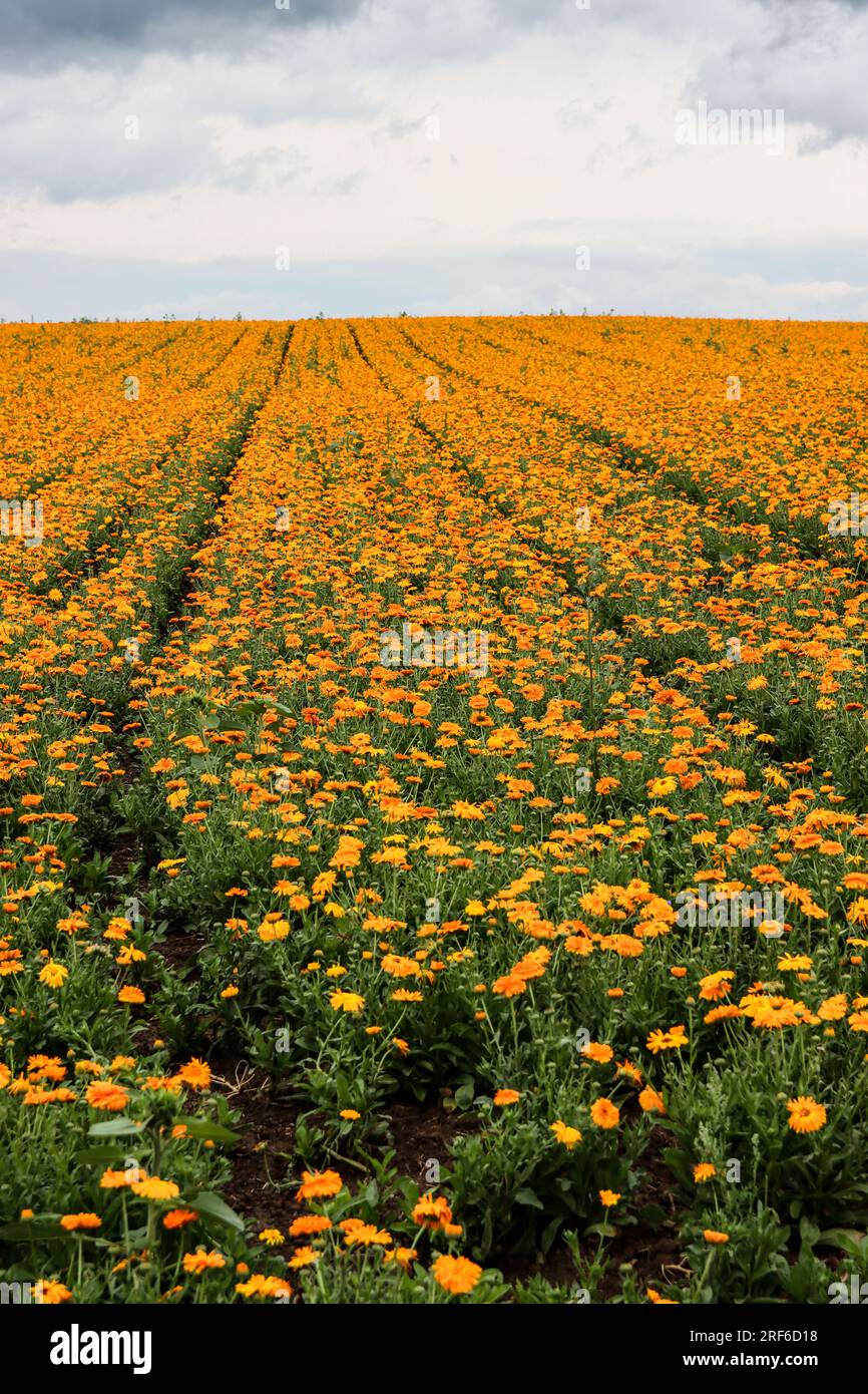marigolds in a field Stock Photo - Alamy