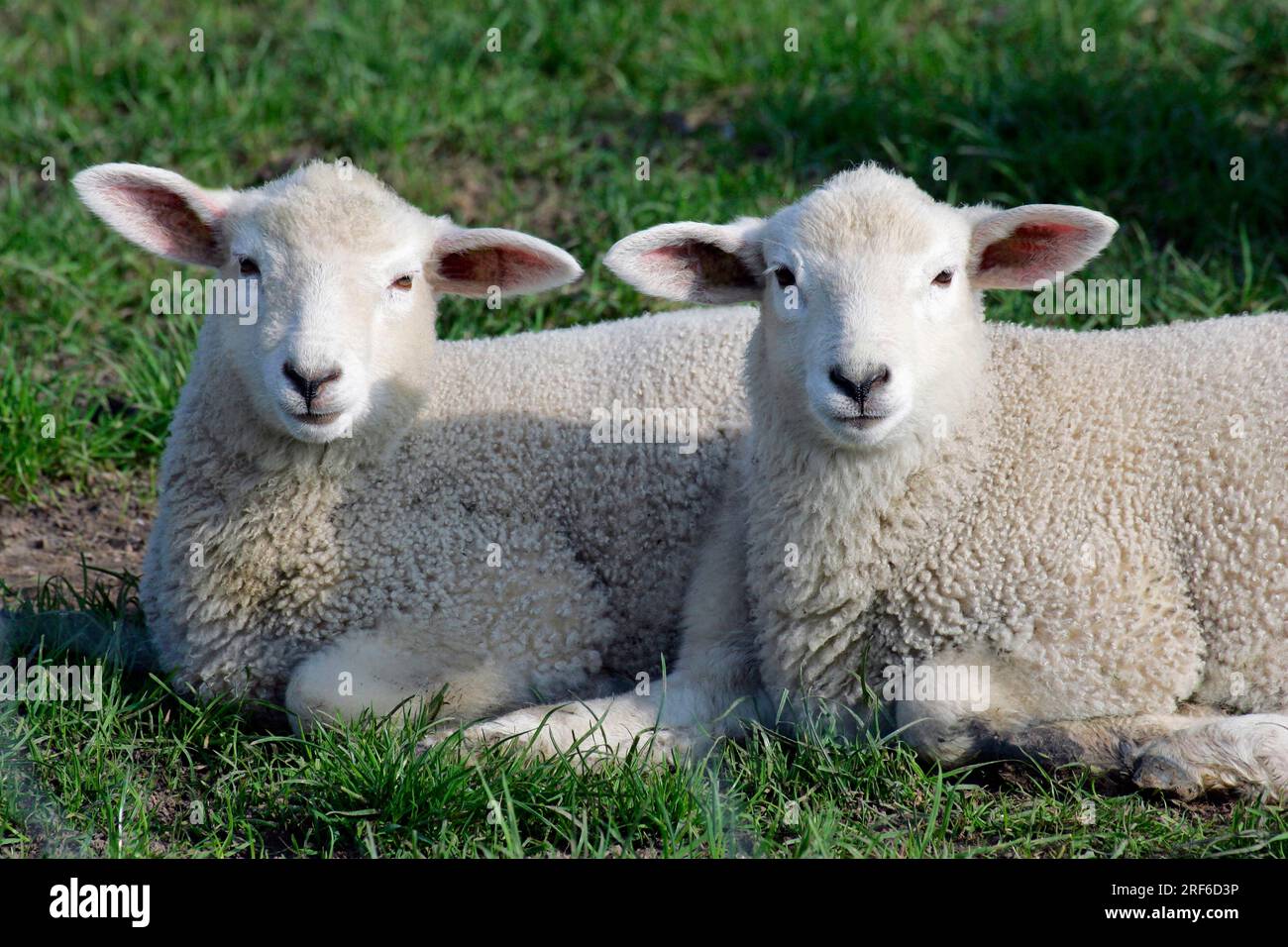 Domestic sheep, lambs, lamb, sheep, sheep Stock Photo - Alamy
