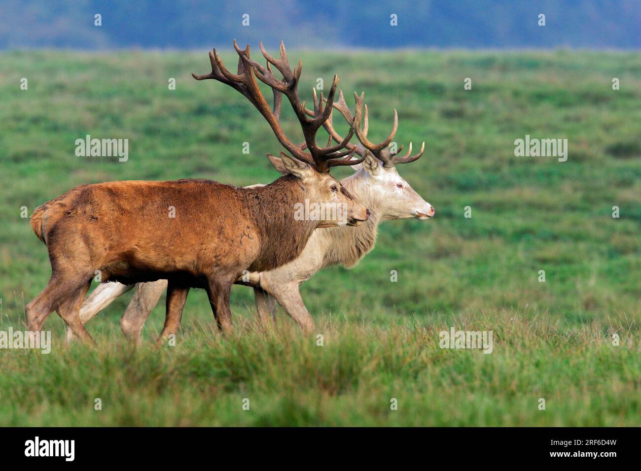 Parallel aisle hi-res stock photography and images - Alamy