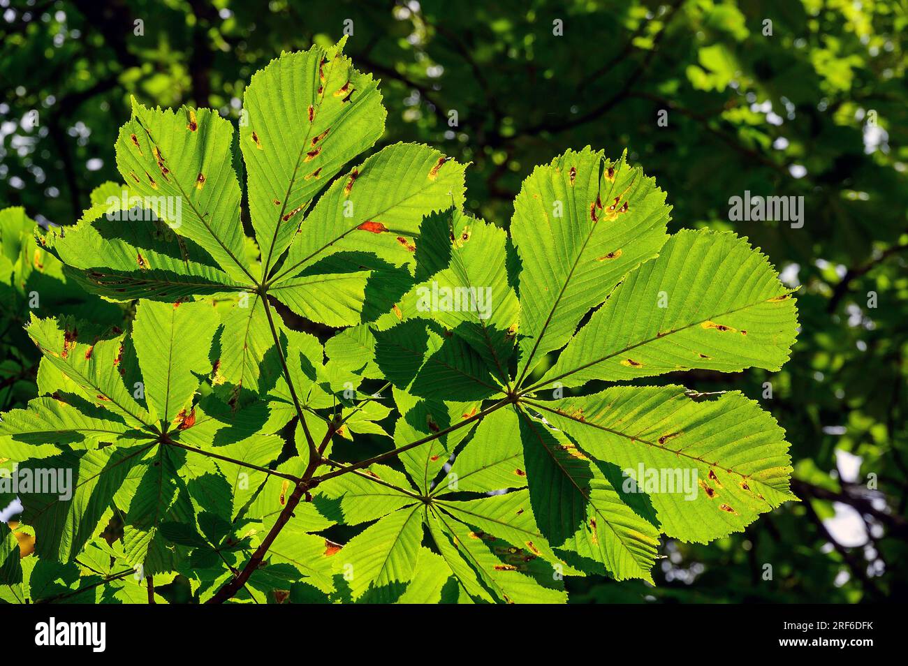 Sunlit chestnut leaves, horse chestnuts (Aesculus), Allgaeu, Bavaria ...