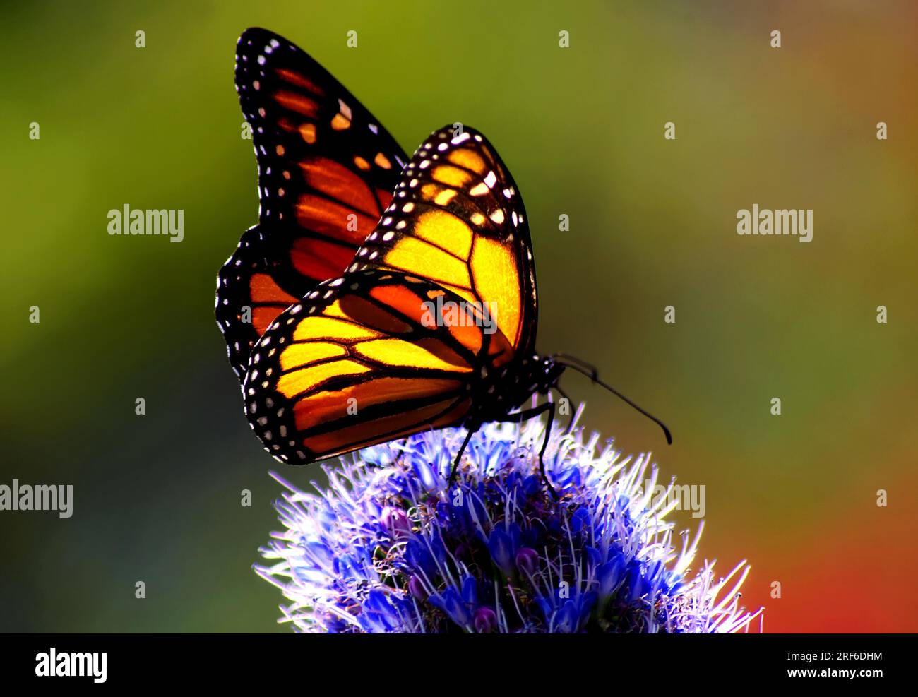 Monarch ruler hi-res stock photography and images - Alamy