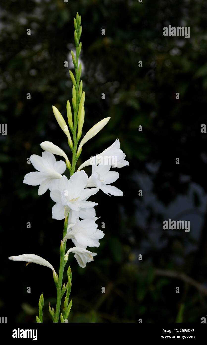 Crinum, Crinum x powellii, hook lily Stock Photo - Alamy