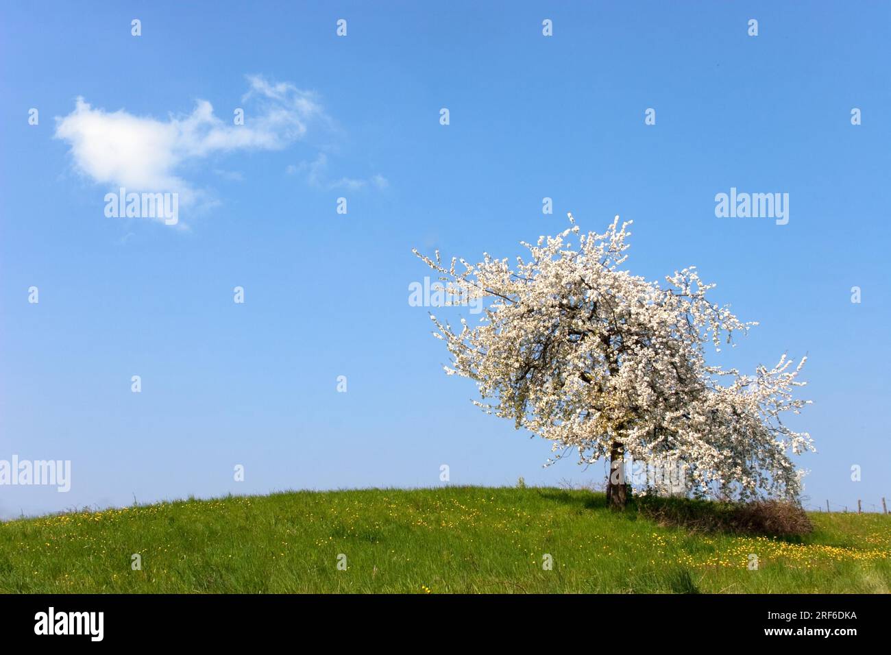Fruit tree blossom Stock Photo - Alamy
