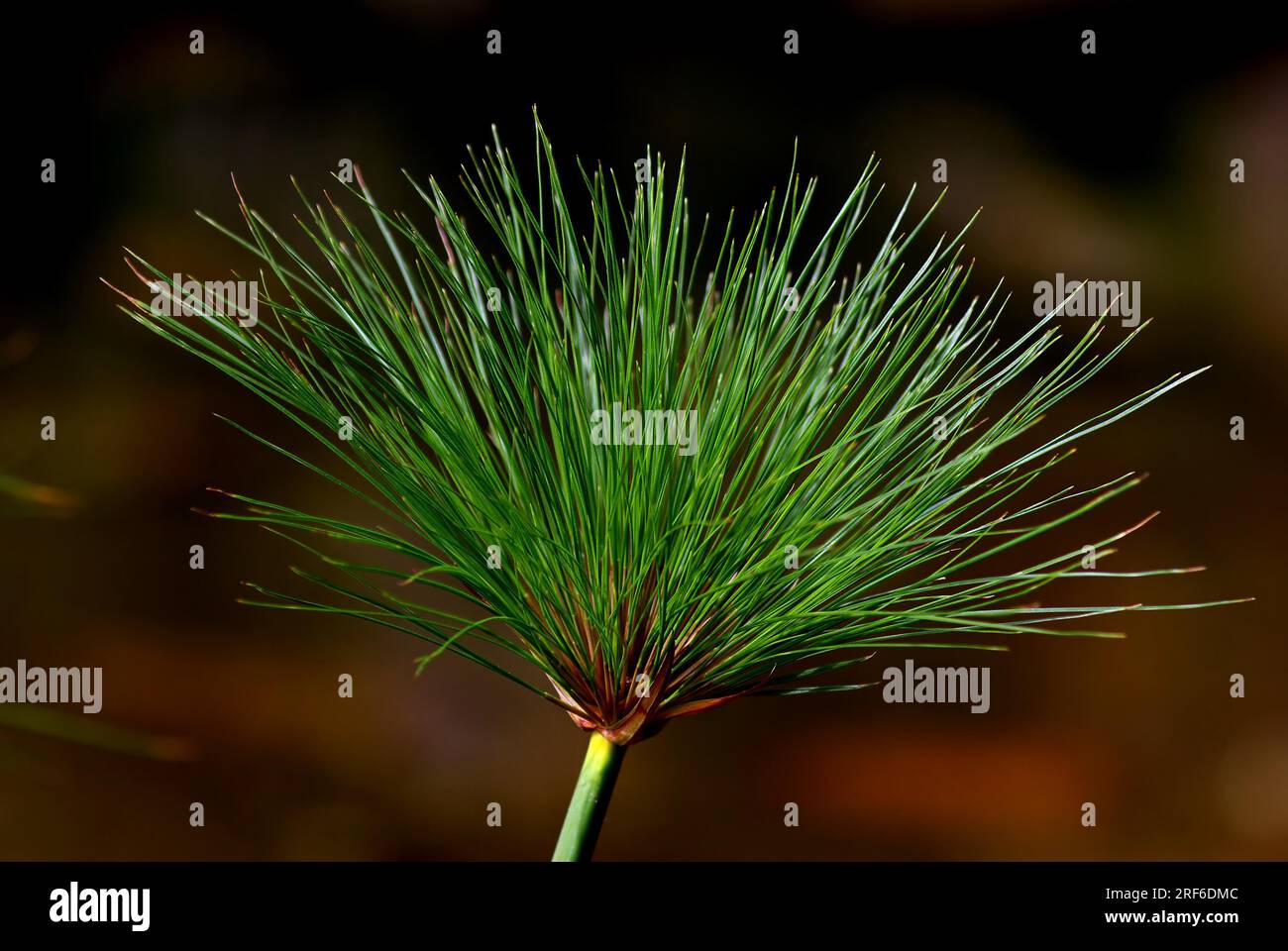 Papyrus, papyrus sedge (cyperus papyrus Stock Photo - Alamy