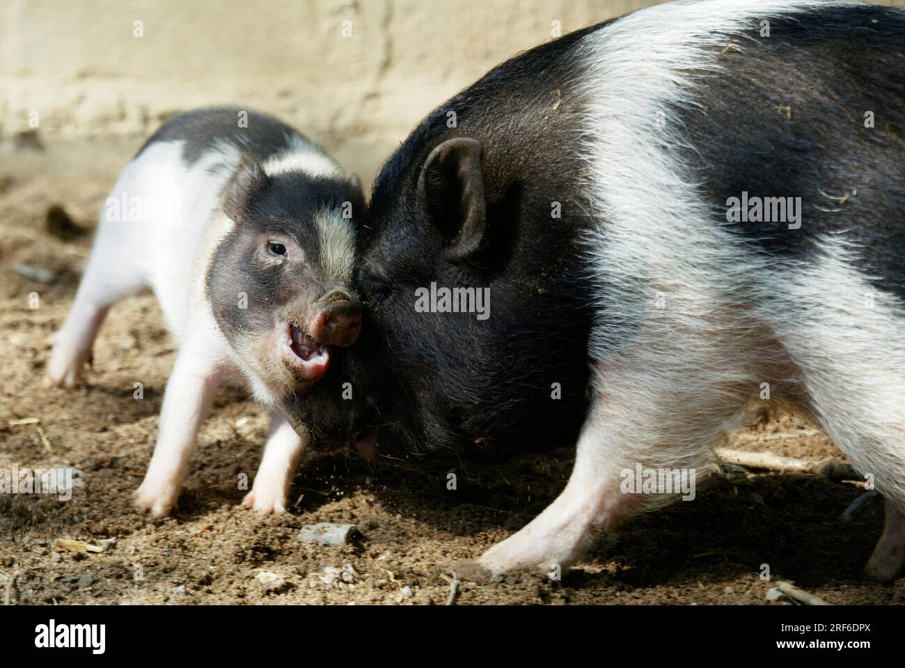 Pot bellied piglet hi-res stock photography and images - Alamy